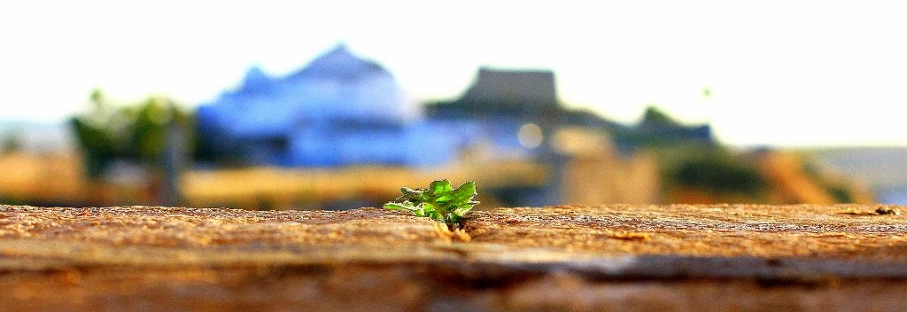 Oración trigésimo sexto día de Cuaresma 2024 – Espiritualidad de Misevi ...